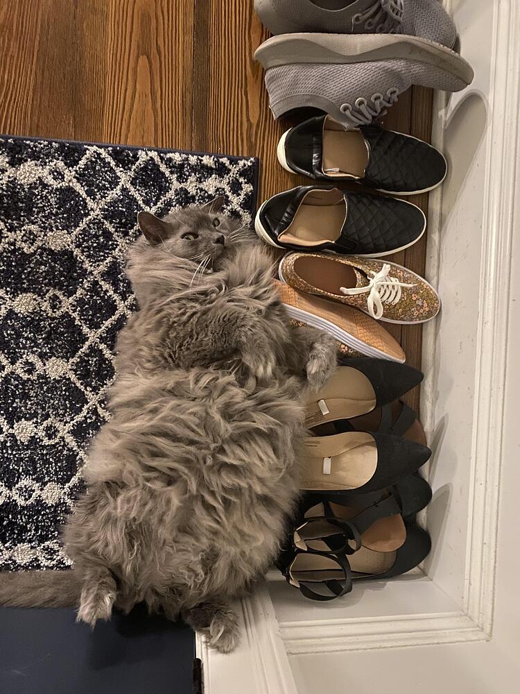 Cat Litter Box Tracker - Share your Projects! - Home Assistant Community