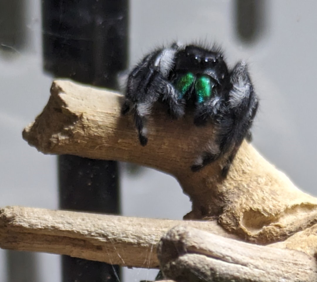 ESPHome Spider Terrarium Monitor - Share your Projects! - Home ...